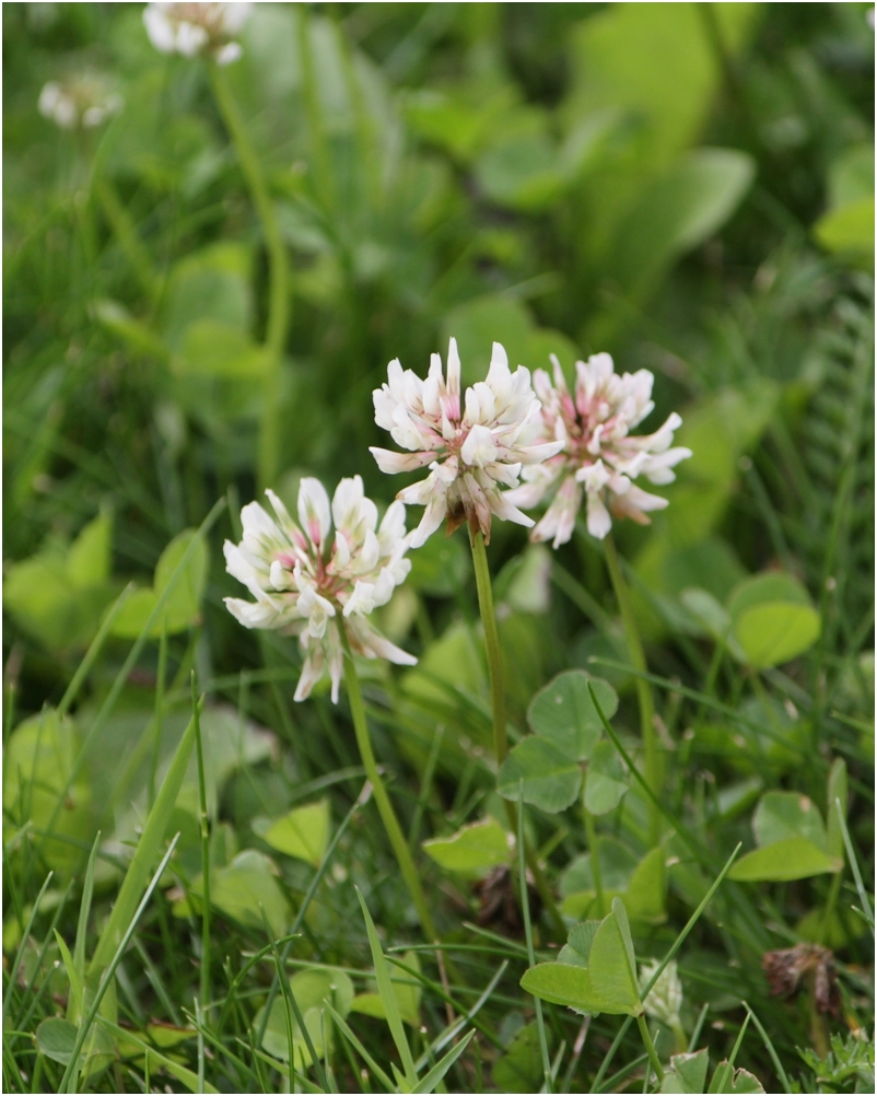Kedonkukkia kaupungissa ja Tellun tuulet FACEssa
