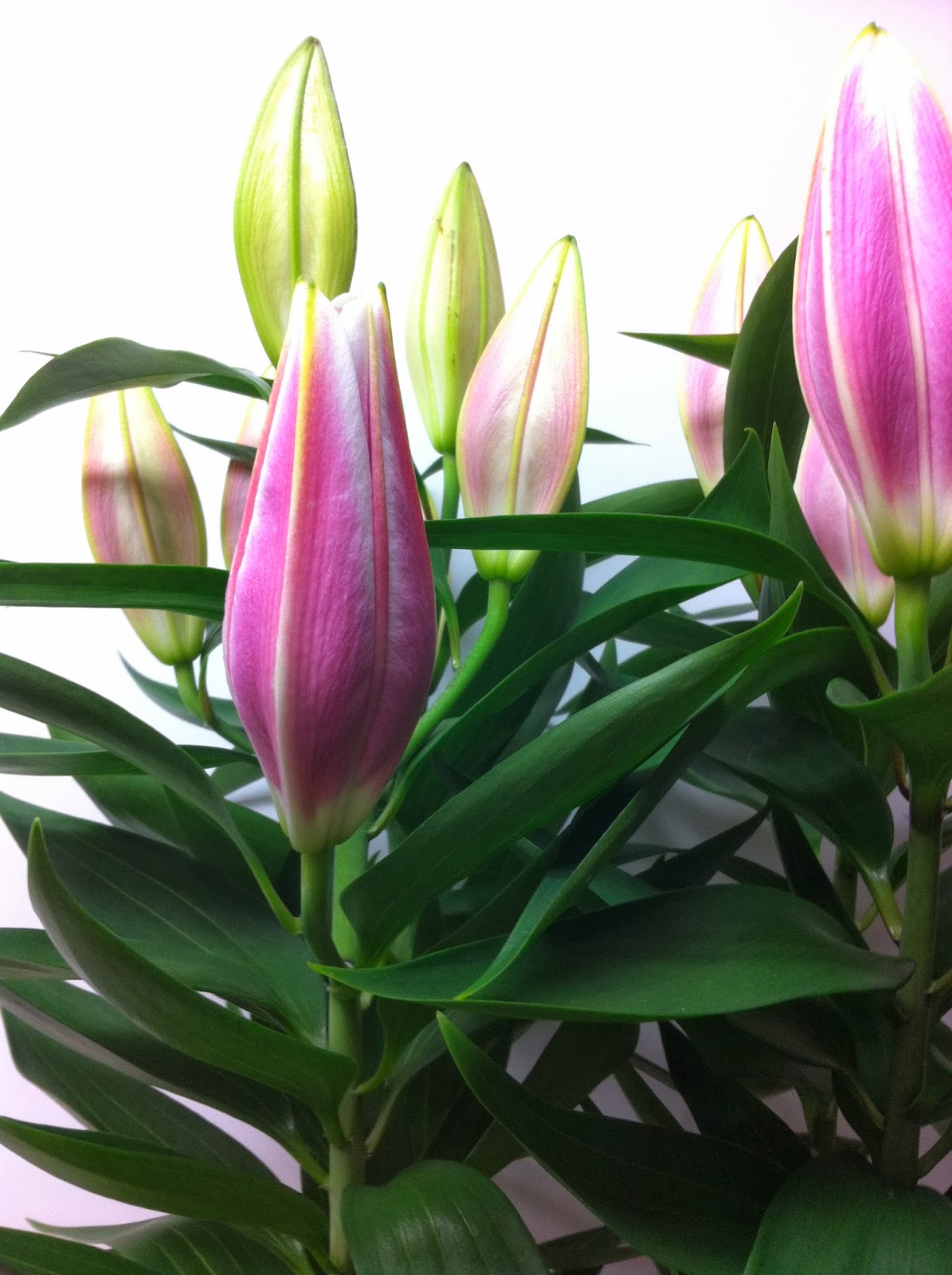 Fleuriste Isabelle Feuvrier: Le lys en pot