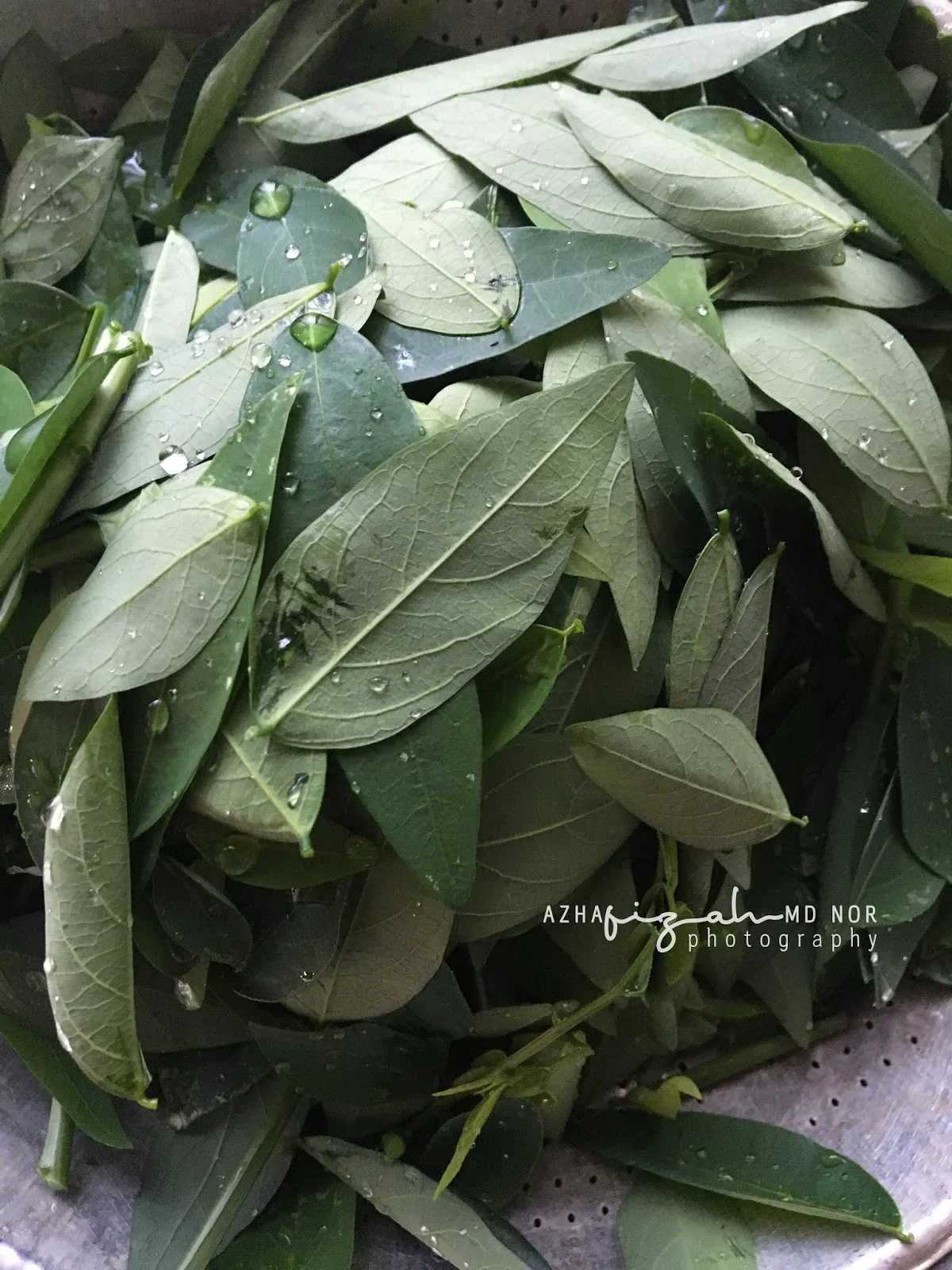 Sayur Pucuk Manis | Blog Sihatimerahjambu