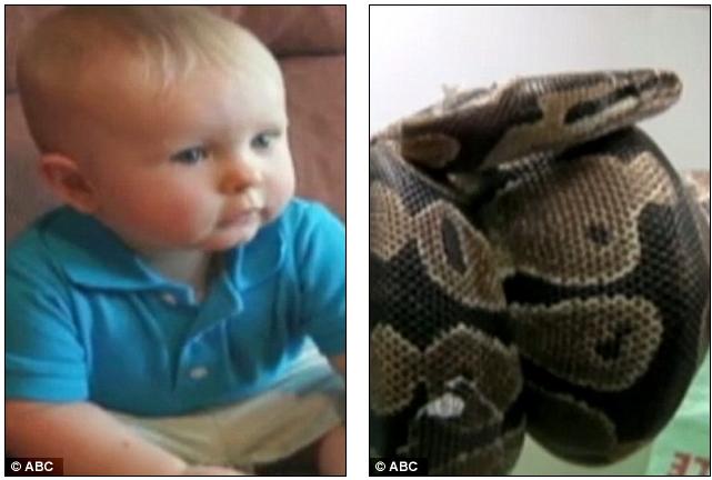 Thai Panda: Horror as baby attacked by 2-foot pet PYTHON that slipped ...