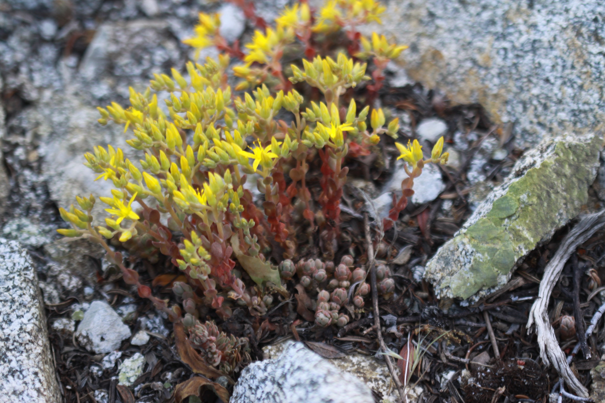 Sedum debile - Orpine stonecrop - Weakstem stonecrop care and culture ...