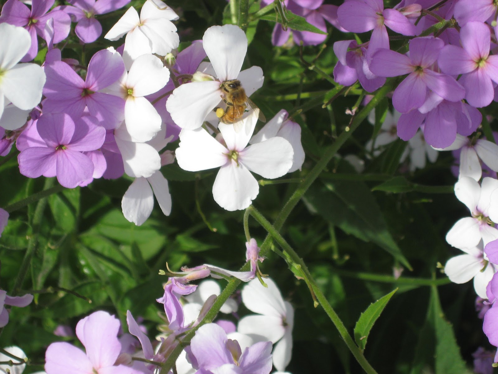 Strathcona Beekeepers' Library: Vancouver Bee Plants