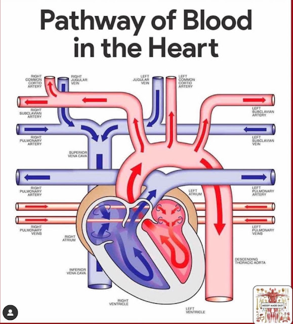 The Pathway of Blood