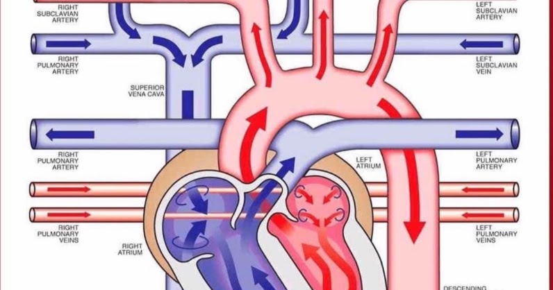 The Pathway of Blood