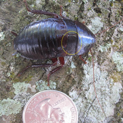 Control de Plagas en Sanidad Ambiental: CUCARACHA DEL BOSQUE DE FLORIDA ...