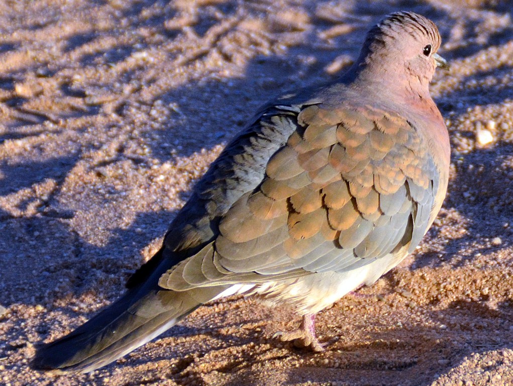 Taxonomía Chordata: Clase Aves Orden Apodiformes, Bucerotiformes ...