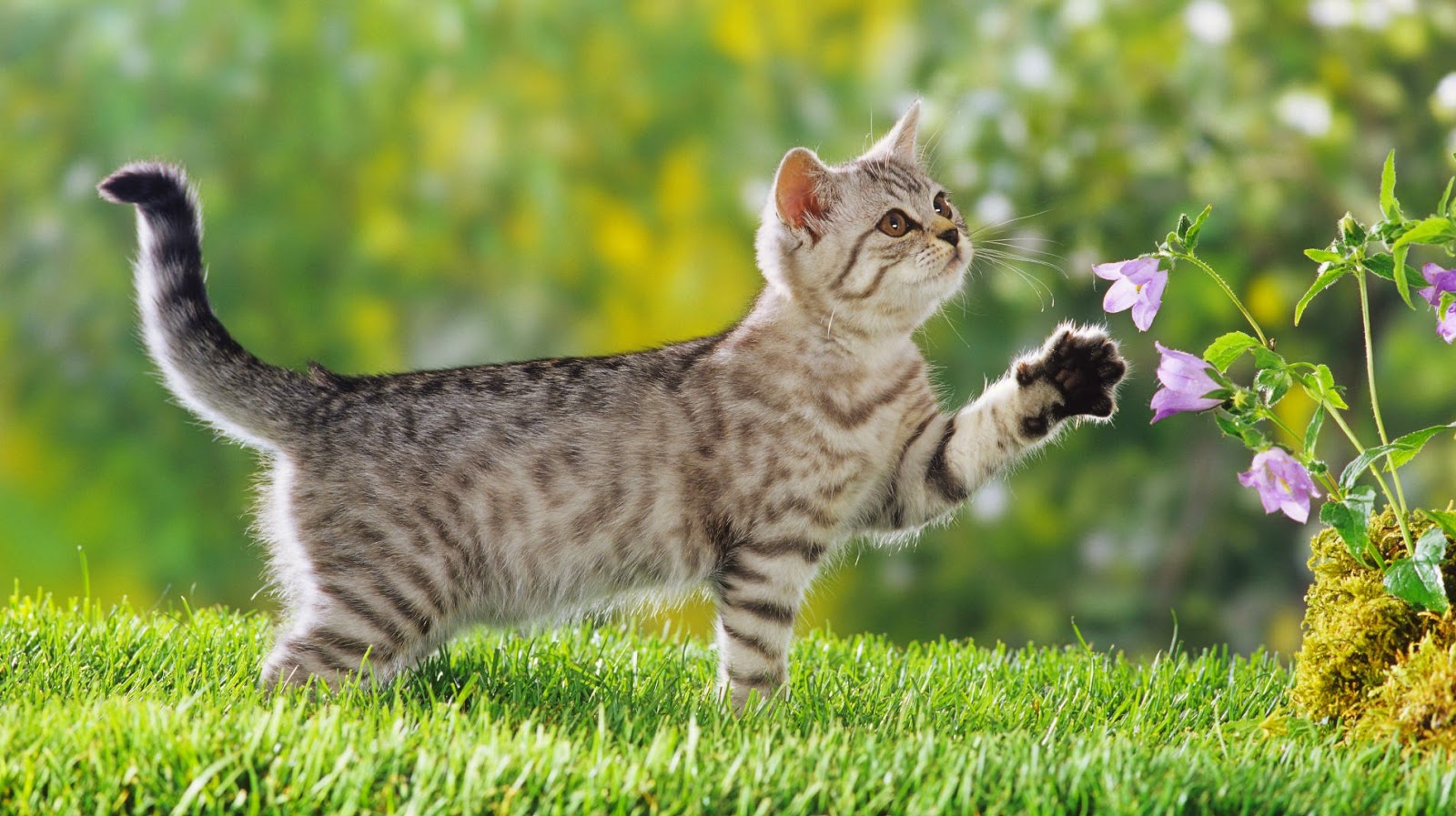 Gambar Kucing Imut dan Lucu | Kumpulan Gambar