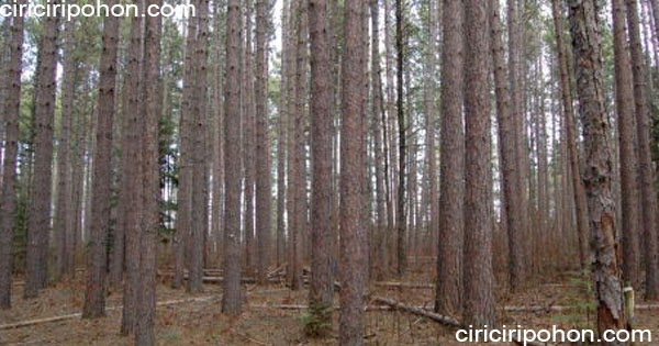 Pohon Pinus Merah atau Red Pine Ternyata Punya Banyak Khasiat Tak ...