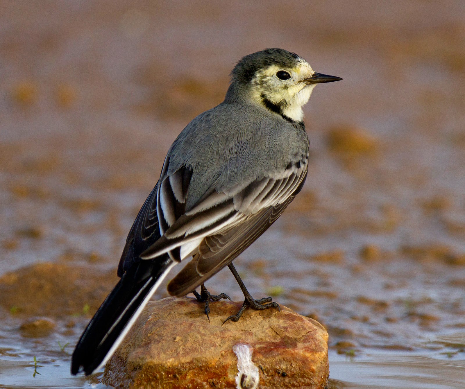 Birdwatching in Greece: Athens' winter visitors overview (Part I)