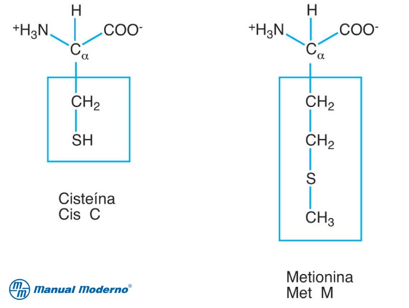 Bioquimica : Bioquímica - Aminoácidos y La Estructura Primaria de las ...