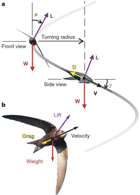 VET UNIVERSE: How Does a Bird Fly??The Flying Mechanism of Birds & The ...