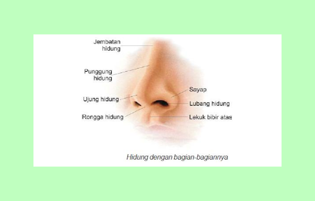 Hidung : Pengertian, Struktur, Fungsi, Cara Kerja - cekrisna Hidung : Pengertian, Struktur, Fungsi, Cara Kerja - cekrisna