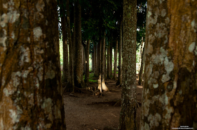 Davao Pictures | Davao Photos - POTOGRAPIYA DABAW