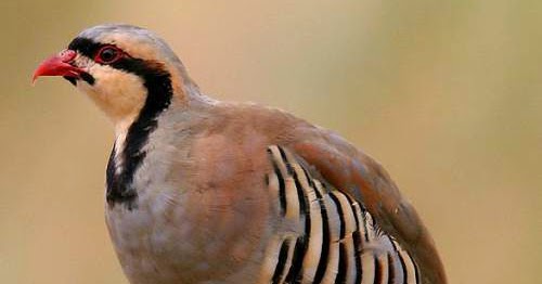 Chukar partridge | Birds of India | Bird World