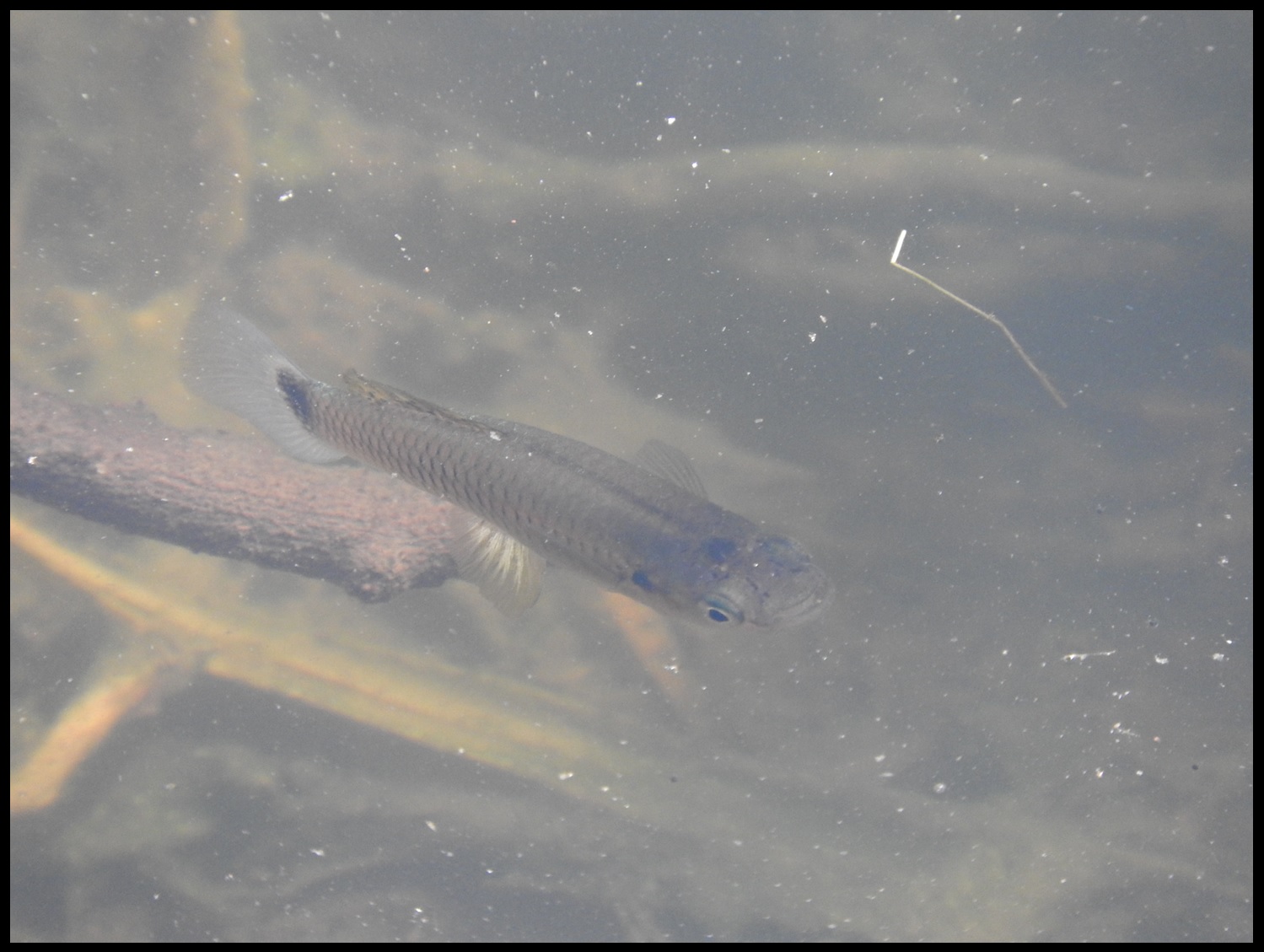 Biodiversidad de "El Bajío Profundo": PARQUE LOS CÁRCAMOS: REFUGIO ...