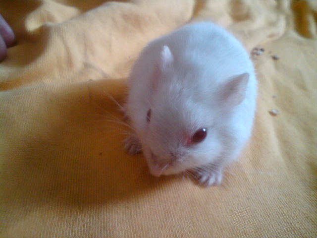 Malaysia, Penang~~Hamster For Wholesale and Sale 售卖仓鼠: Hamster di ...