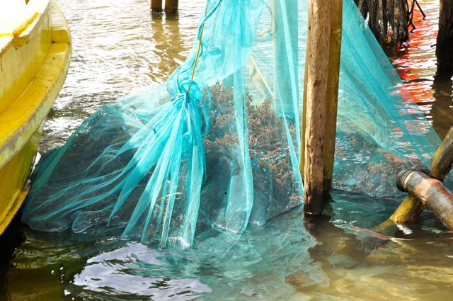 In Pinay's "Ciudad": LAYAG-LAYAG YELLOW BOAT VILLAGE: SEAWEEDS @ ZC ...