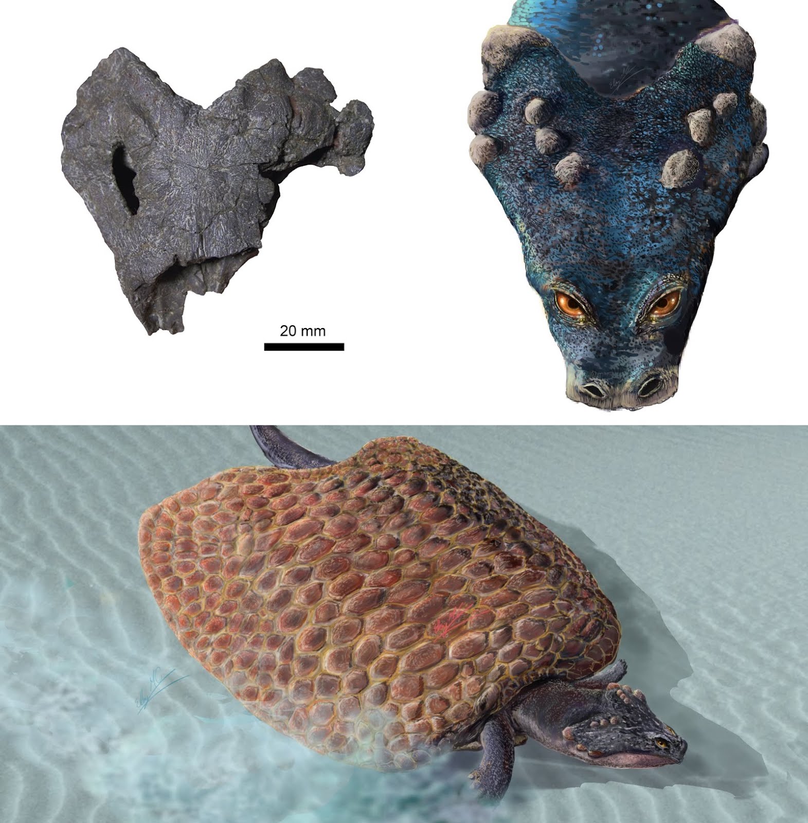 Species New to Science: [Paleontology • 2018] Parahenodus atancensis ...