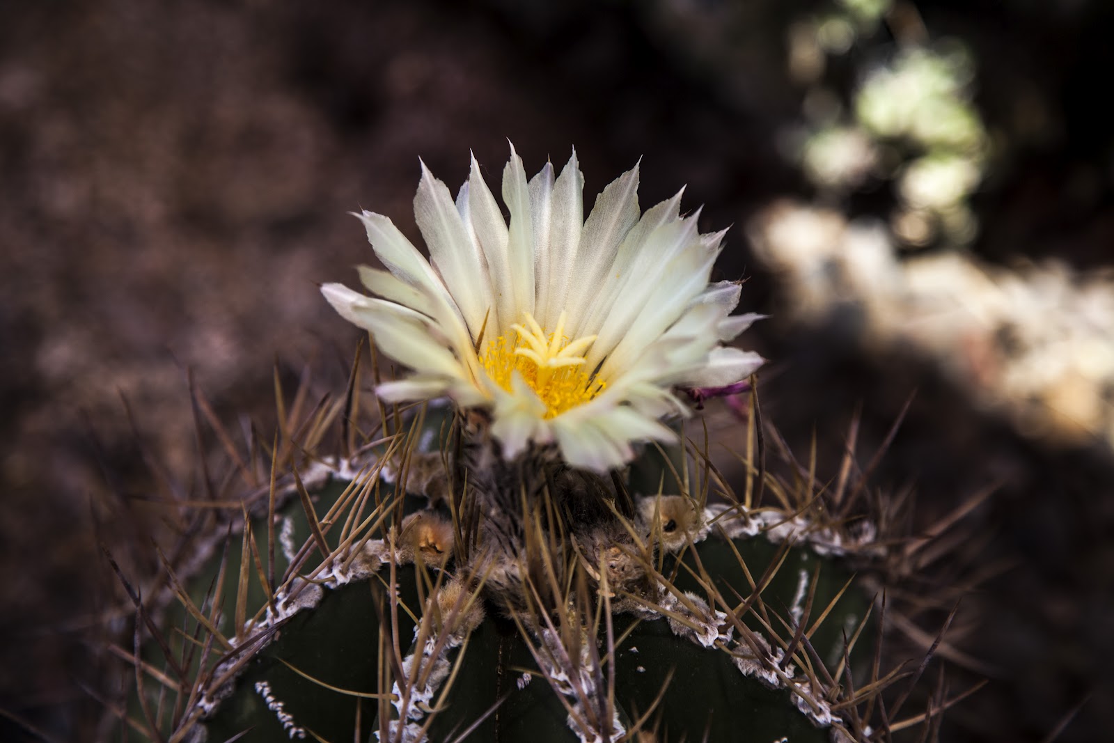 Walking Arizona: Star Cactus Flower