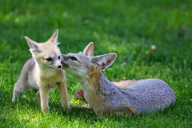 White Wolf : Little wild kit foxes are having a great time (Photos)