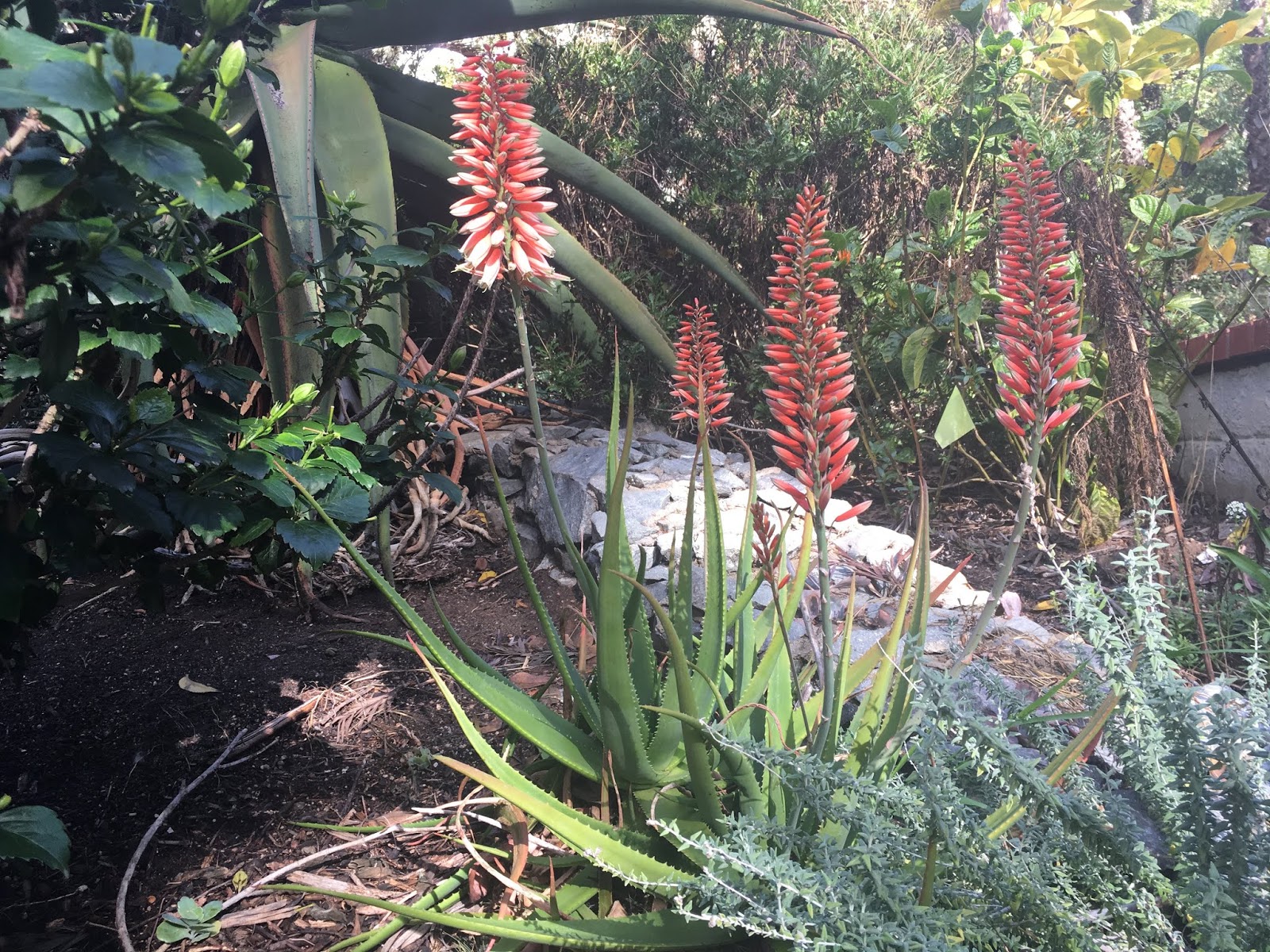 Life Goes Better with Plants : Delightful Garden Aloe - Aloe x 'Safari ...