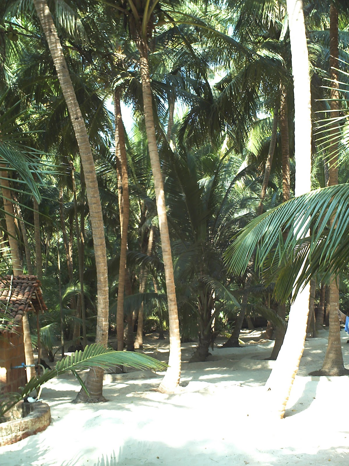 Konkan : God lives here...: DEVBAG BEACH...... 'DEVBAG SANGAM'.....