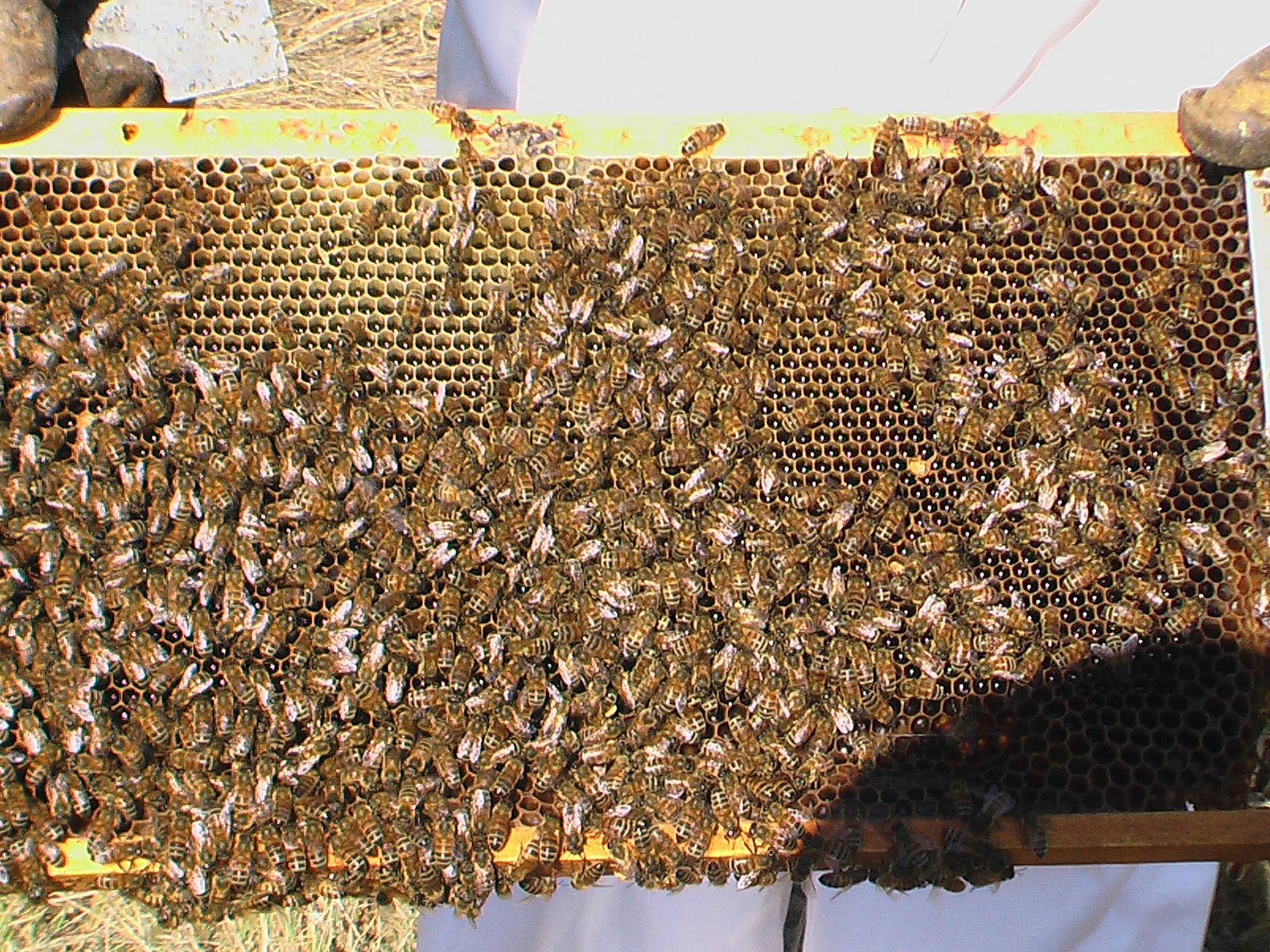 Honey making | keep bees and process honey