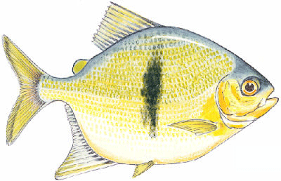 PACU - Laus Pesca
