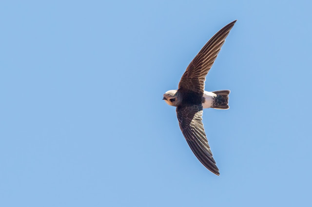 Wildlife Diaries: SW Spain & Portugal & Separating adult Pallid Swift ...