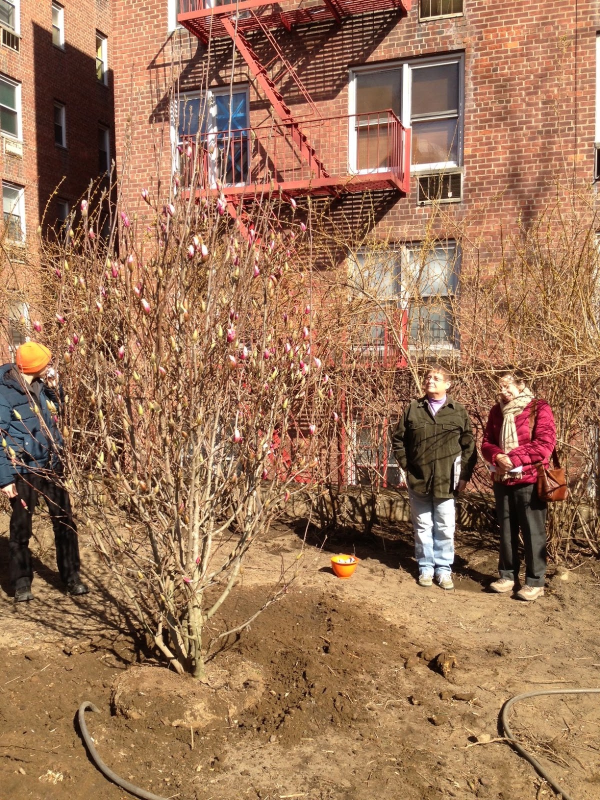 Remembering Magnolia: Planting a tree