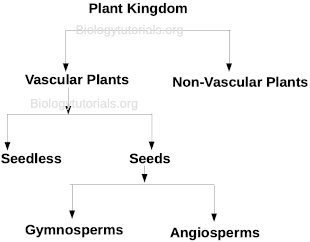 Biology Tutorials: Plant Kingdom