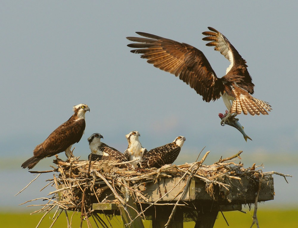 Osprey | The Life of Animals