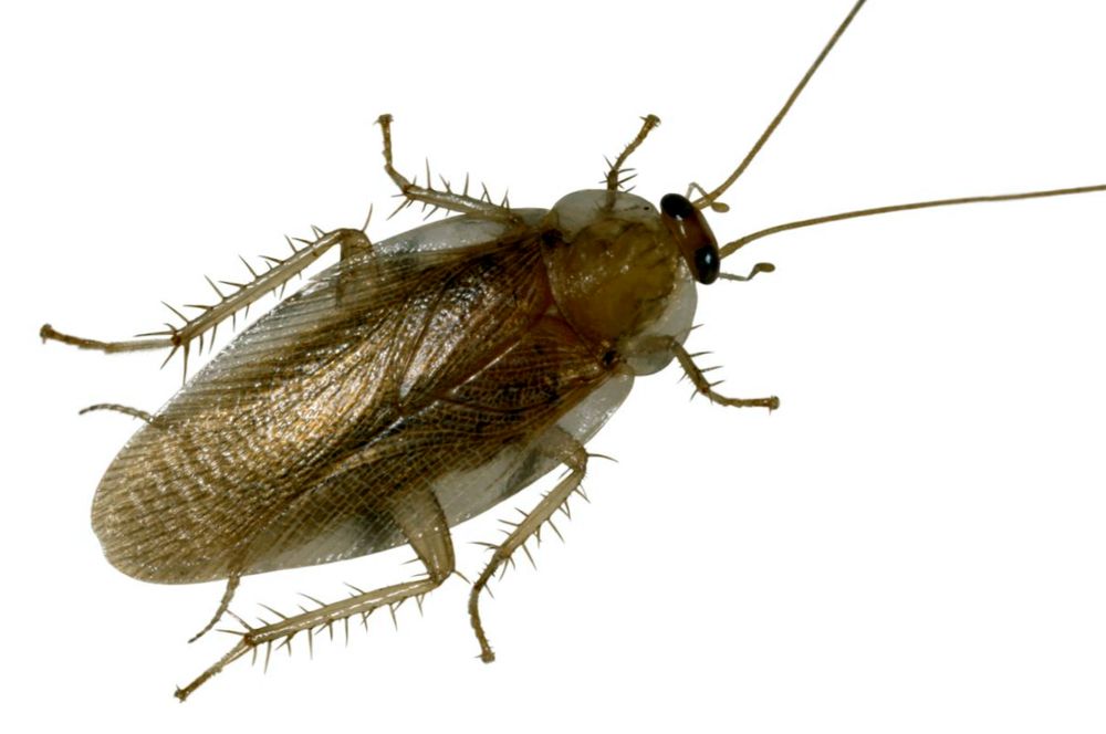 Blattodea & Isoptera