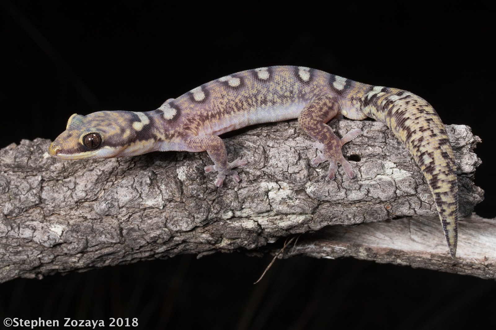 Species New to Science: [Herpetology • 2019] Oedura elegans, O. picta ...