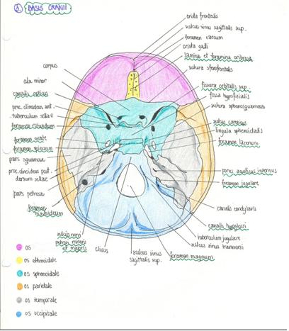 Royal Glamour Radiologi: BASIS CRANII (Dasar Tengkorak