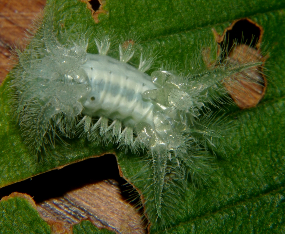 Ohio Birds and Biodiversity: Spun Glass Slug