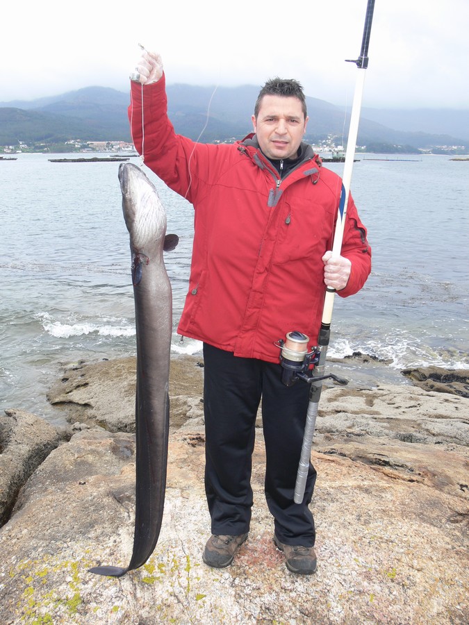 Periodista de pesca: En preparación: Pesca de congrios en las rías gallegas
