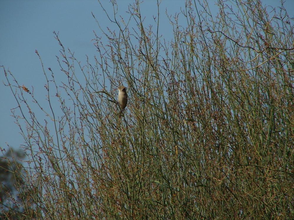 Snap Happy Birding: Lake Cowal, New South Wales