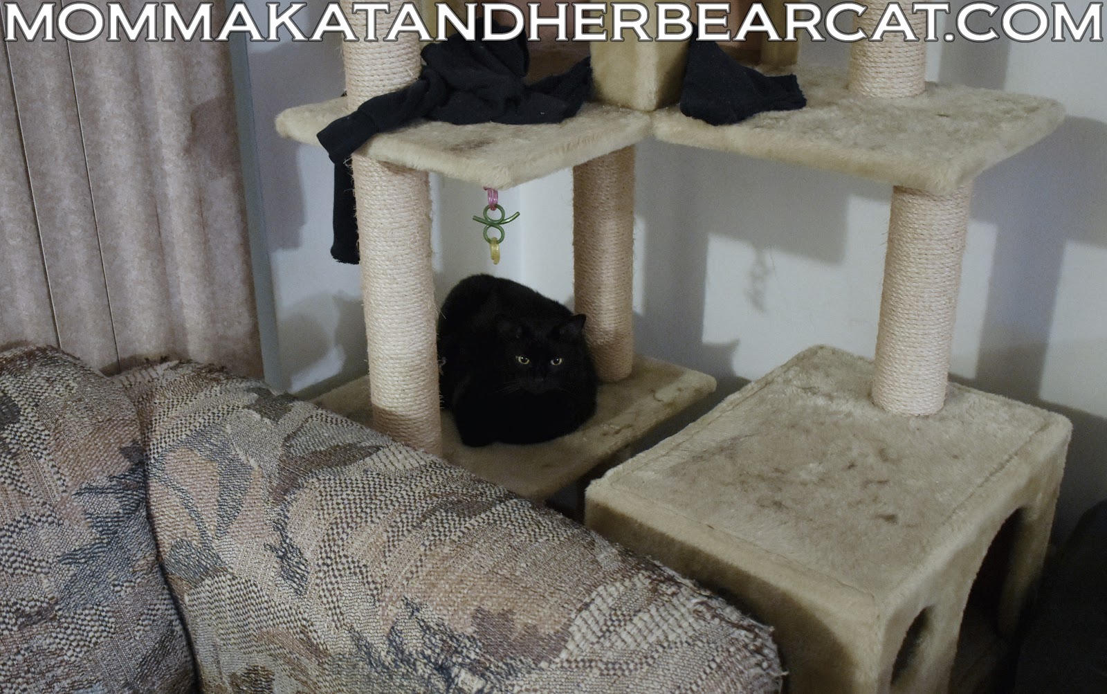 Cats doing ... cat stuff - Momma Kat and Her Bear Cat