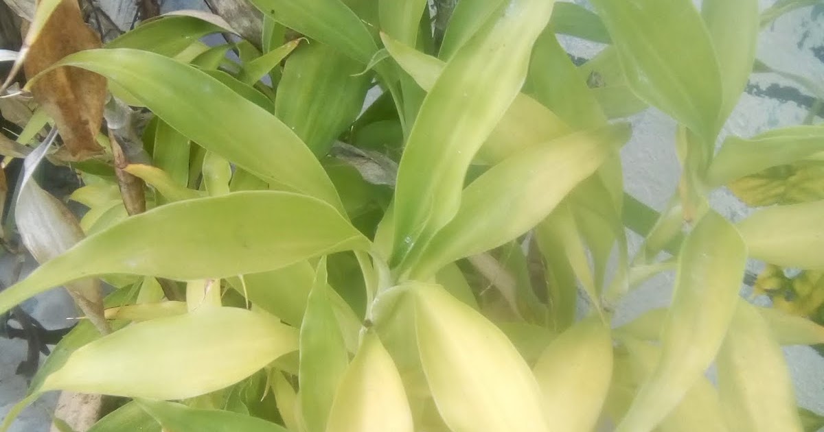 Jom Tanam Sayur ( JTS ) : Pokok Bunga Buluh Tuah @ Dracaena ...