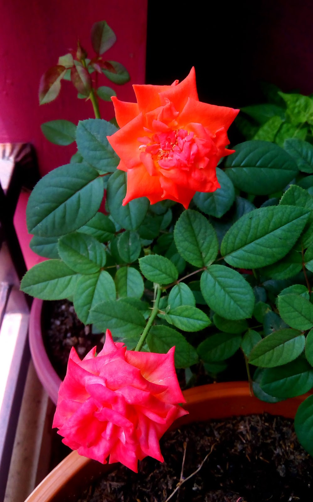 Exotic Plants in Indonesia