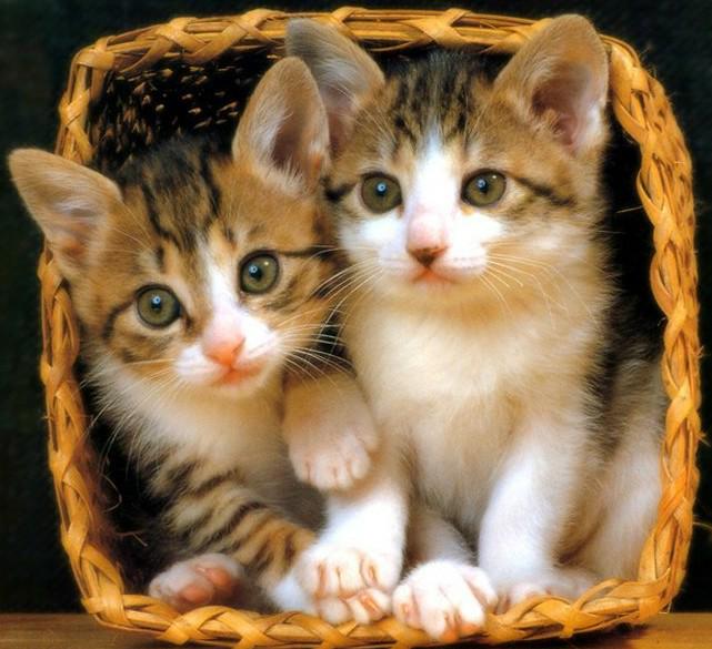 Photo de chat: Image de chatons à imprimer