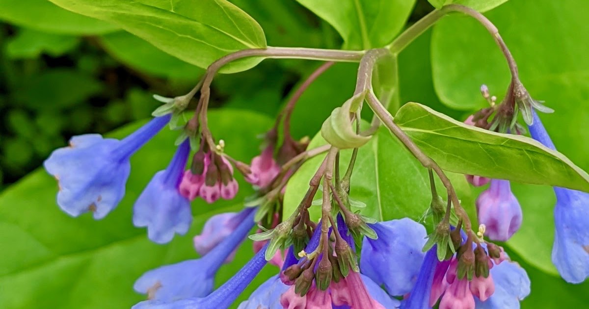 clay and limestone: Wildflower Wednesday: Virginia Bluebells