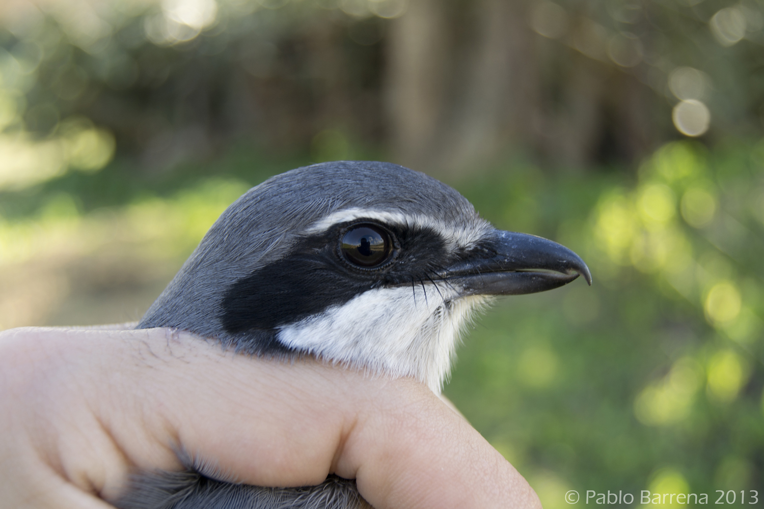 Naturaleza y ornitología: El alcaudón real Lanius meridionalis
