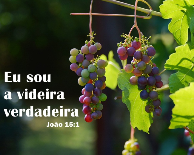 Jesus a videira verdadeira. ~ Paz e alegria em Cristo