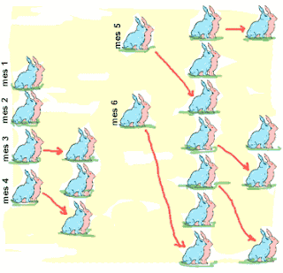 EL SECRETO DE LOS NÚMEROS: CONOCE A FIBONACCI