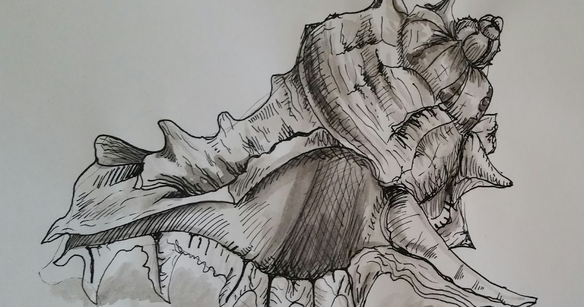 Sketch of the Week: Shell Studies