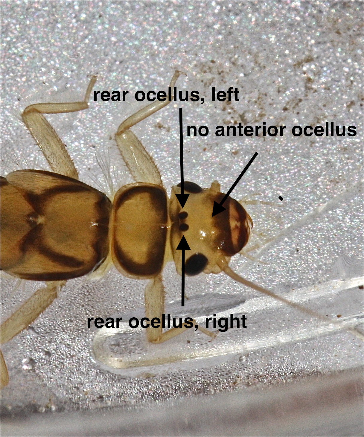Aquatic Insects of Central Virginia: Why Are Summer Insects So Small?