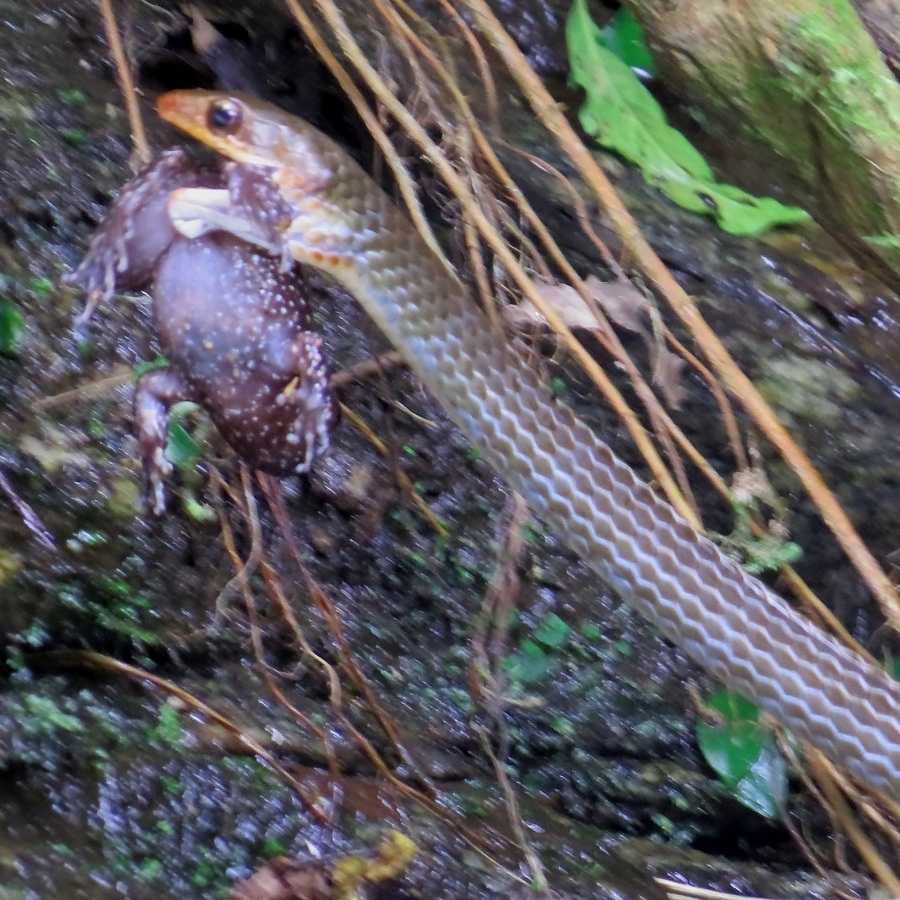 Species New to Science: [Herpetology • 2017] Who is the Red-bearded ...