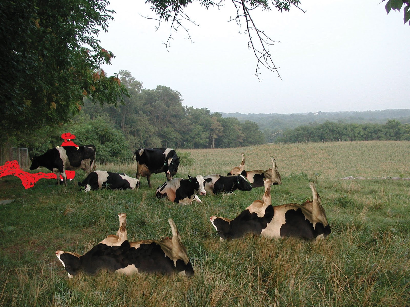 Abbey Roads: As a boy, did Cardinal Burke engage in cow-tipping?